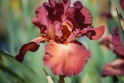 Tall Bearded Iris - Pleasants Valley Iris Farms Online Catalog