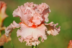 Tall Bearded Iris - Pleasants Valley Iris Farms Online Catalog