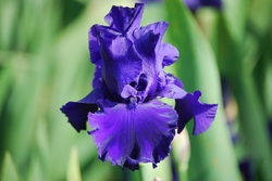 Blue Tall Bearded Irises