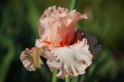 Tall Bearded Iris - Pleasants Valley Iris Farms Online Catalog