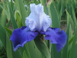Bi Color Tall Bearded Iris