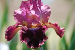 Tall Bearded Iris - Pleasants Valley Iris Farms Online Catalog