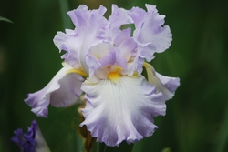 Tall Bearded Iris - Pleasants Valley Iris Farms Online Catalog