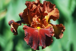 Bi Color Tall Bearded Iris